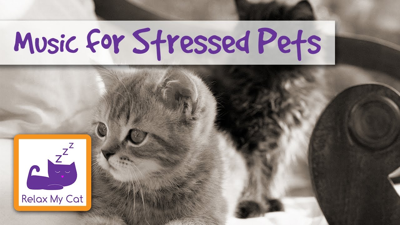 MUSIC FOR PETS Relaxing Music for Stressed or Anxious Pets. Cats ...