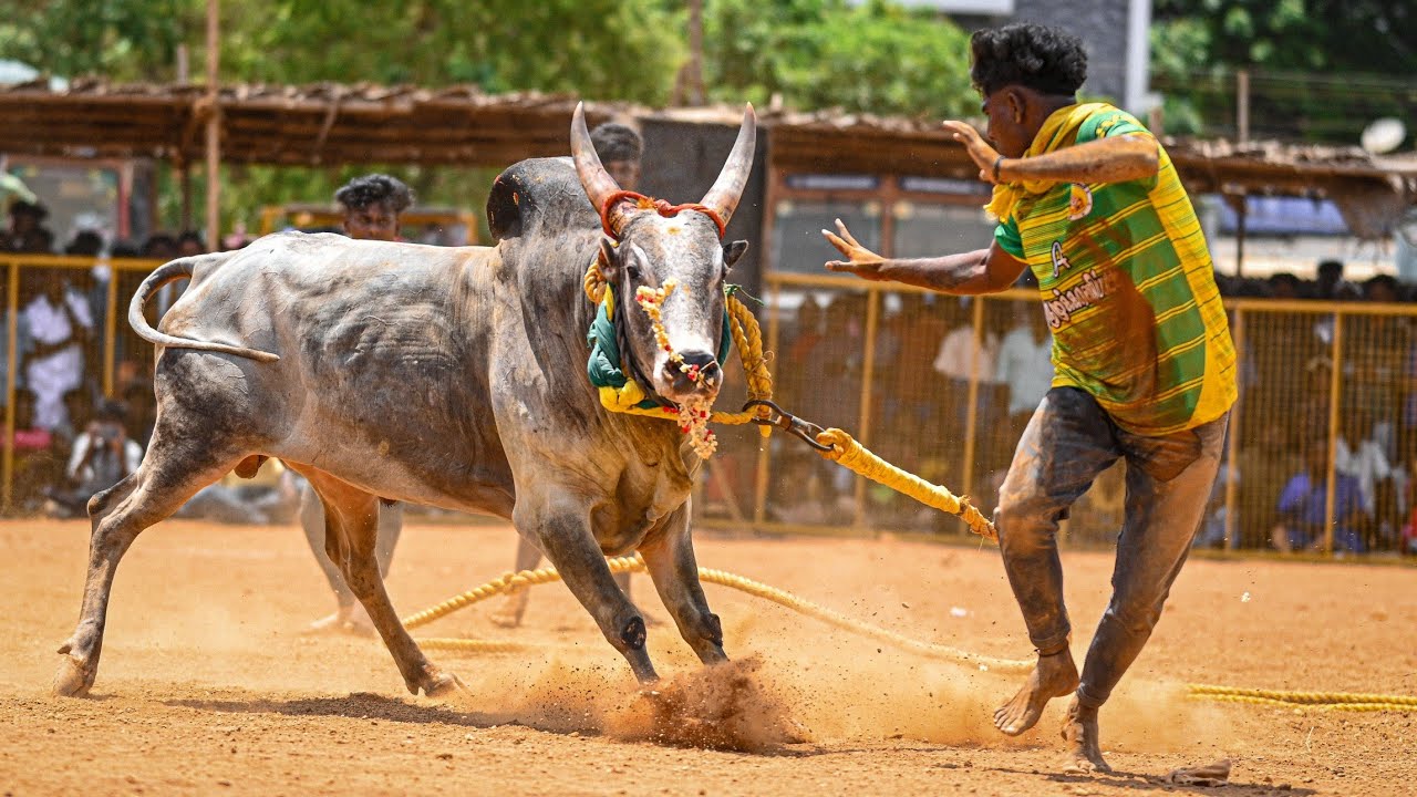 Kalayarkoil Vadamadu 2024 .இளங்குடி சரவணவேல் காளை VS திருமுக்காணிபட்டி ...