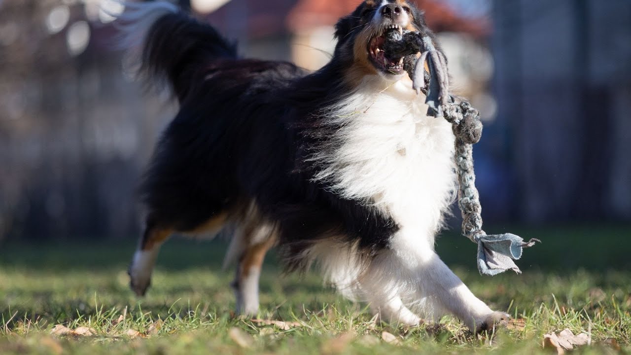 Understanding The Barking Tendencies Of Shetland Sheepdogs - YouTube