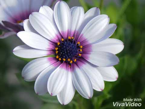 Minii buural eej-MUGJ L.Boldbaatar Миний буурал ээж-МУГЖ Л.Болдбаатар ...