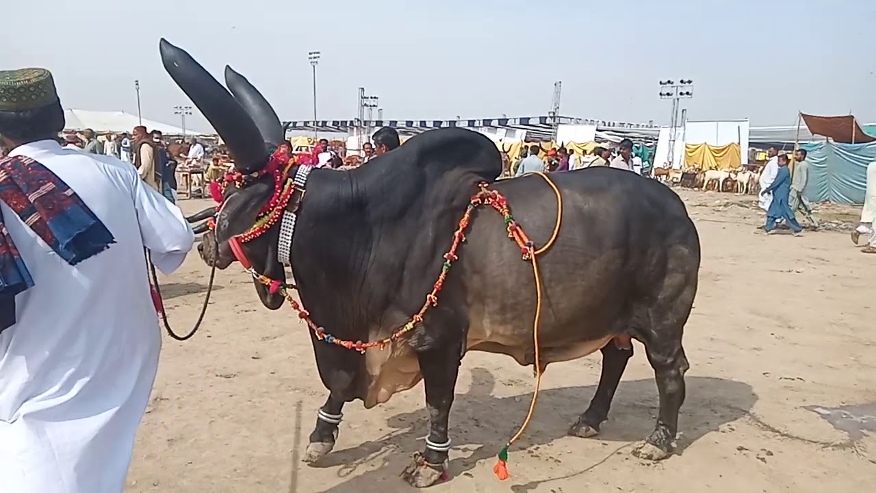 pure kankrej bull Sindh livestock expo 2021 Short video - YouTube
