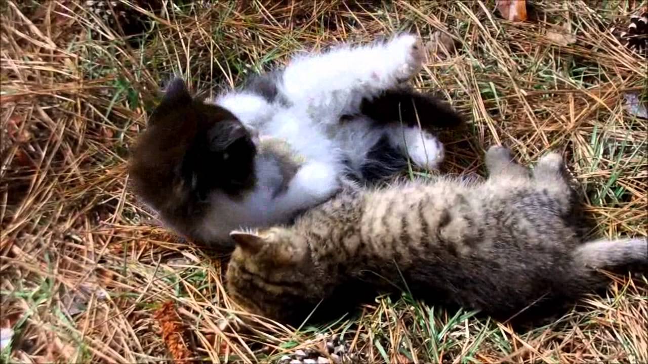 Kittens At Play - YouTube