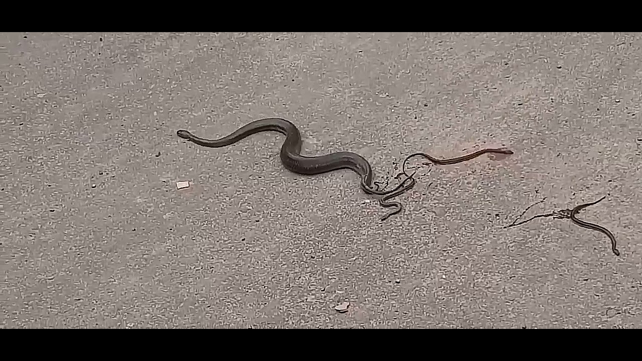 குட்டி போடும் பாம்பு | Snake Reptiles - YouTube