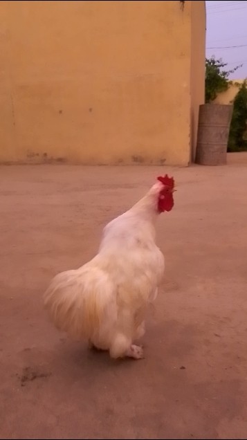 White Rooster Crowing - YouTube