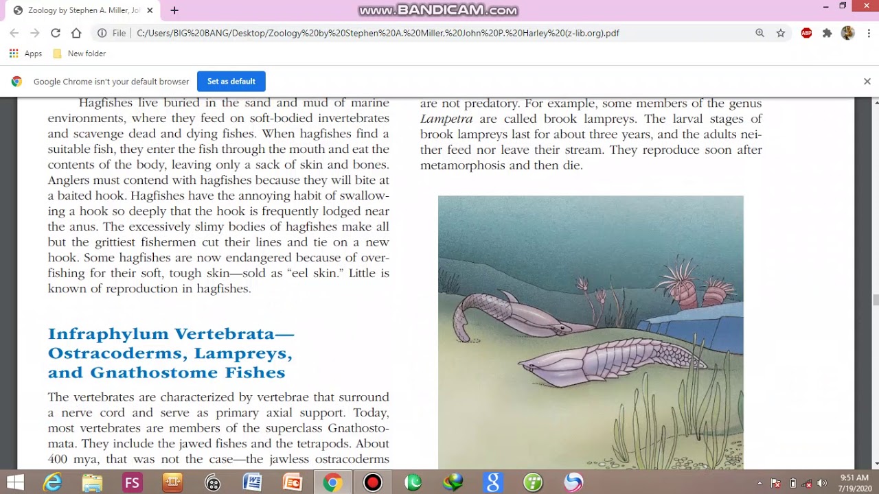 infraphylum vertebrata ostracoderms and lampreys - YouTube