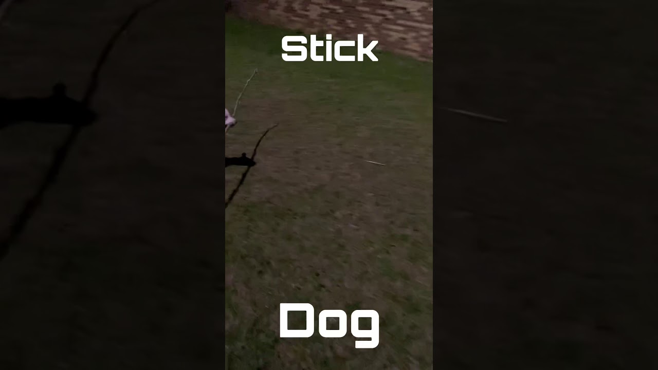 Stick Dog - YouTube