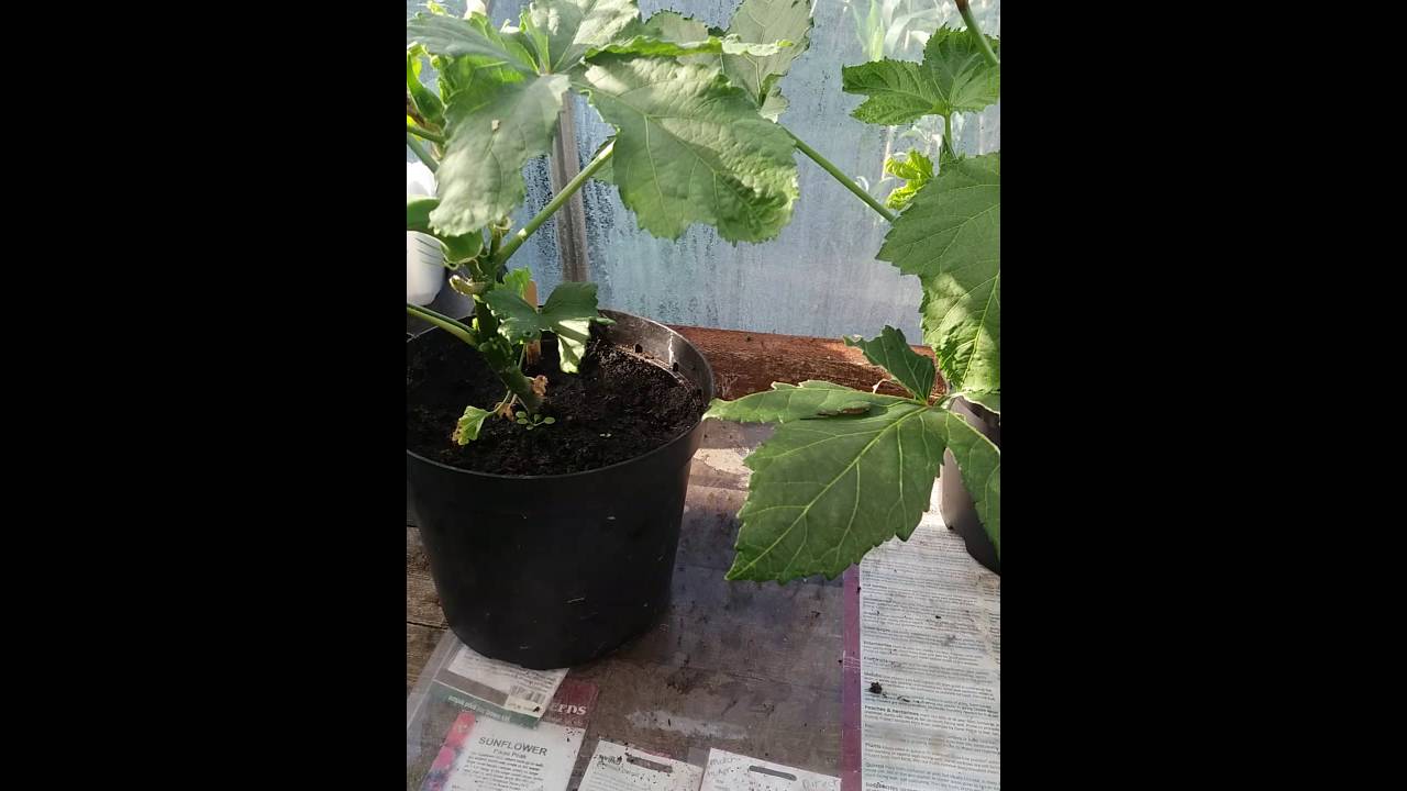GROWING OKRA IN ENGLAND - YouTube