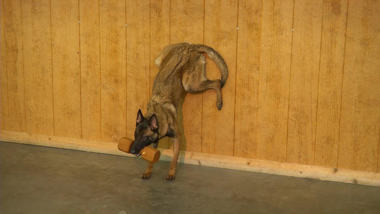 Belgian Malinwall In Training Everyone Loves Belgain MalinWall :) Maze ...