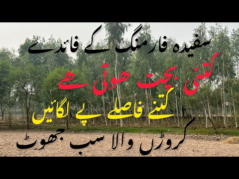 Sufaida Farming in Pakistan || Eucalyptus farming in Pakistan || sufaida (eucalyptus) profit