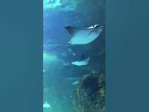 Stingrays @ Ripley’s Aquarium - YouTube