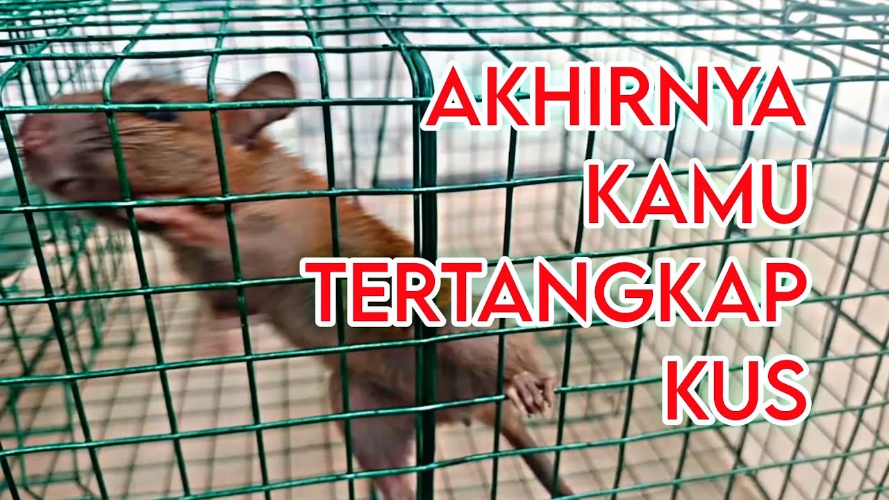 Eksekusi tikus dengan alat perangkap tikus mau di apain nih goreng atau ...