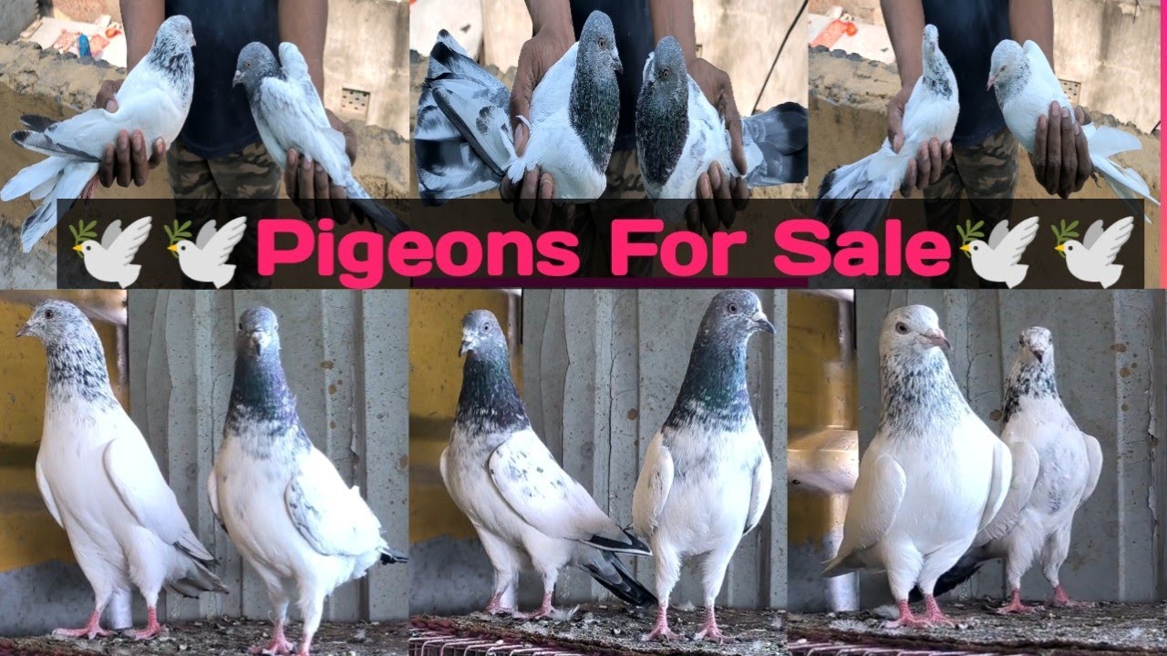 Pigeons Sale - Akshay Bhai Ke Pigeons Latur - YouTube