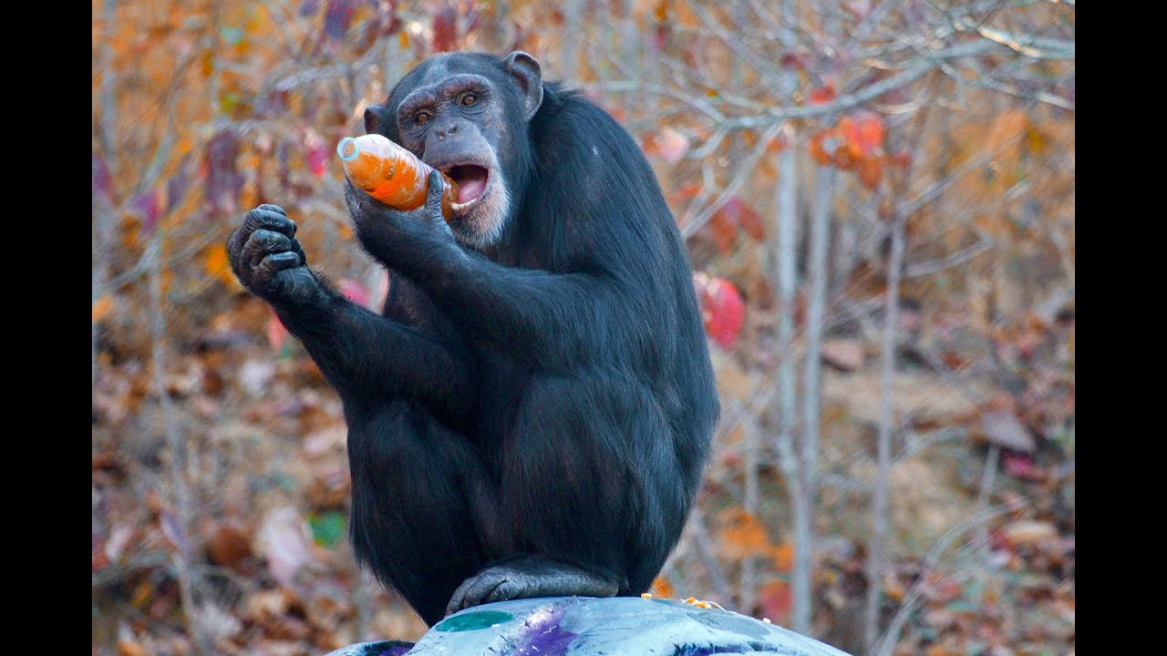 Chimp or Treat - YouTube
