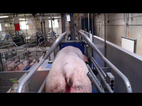 Pig Free® farrowing crates on balance floor by van Osch Uden