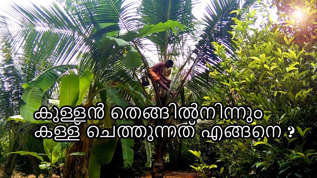 കുള്ളൻ തെങ്ങിൽനിന്നും കള്ള് ചെത്തുന്നത് എങ്ങനെ? | Toddy tapping from ...