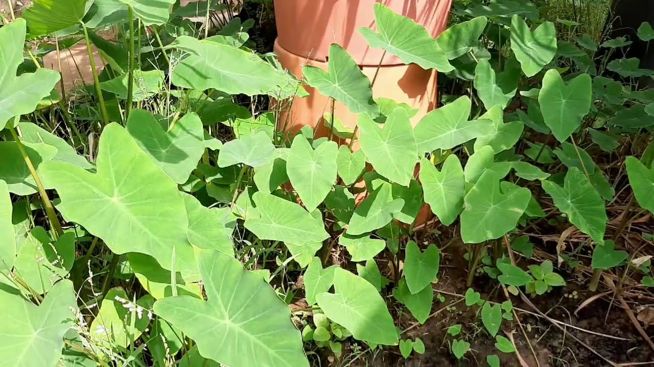Sainik kilangu plants and water plants - YouTube