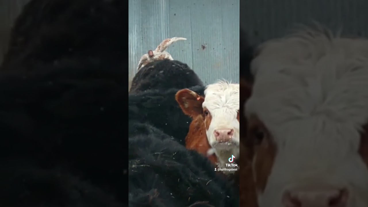 chicken riding a cow - YouTube