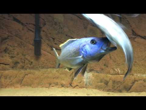 Tyrannochromis nigriventer Matema - PISCES