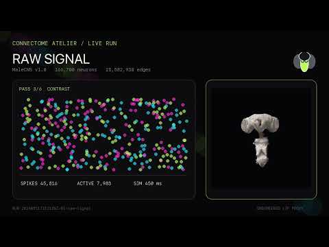 Fruit Fly Designs RAW SIGNAL | MaleCNS Run 02