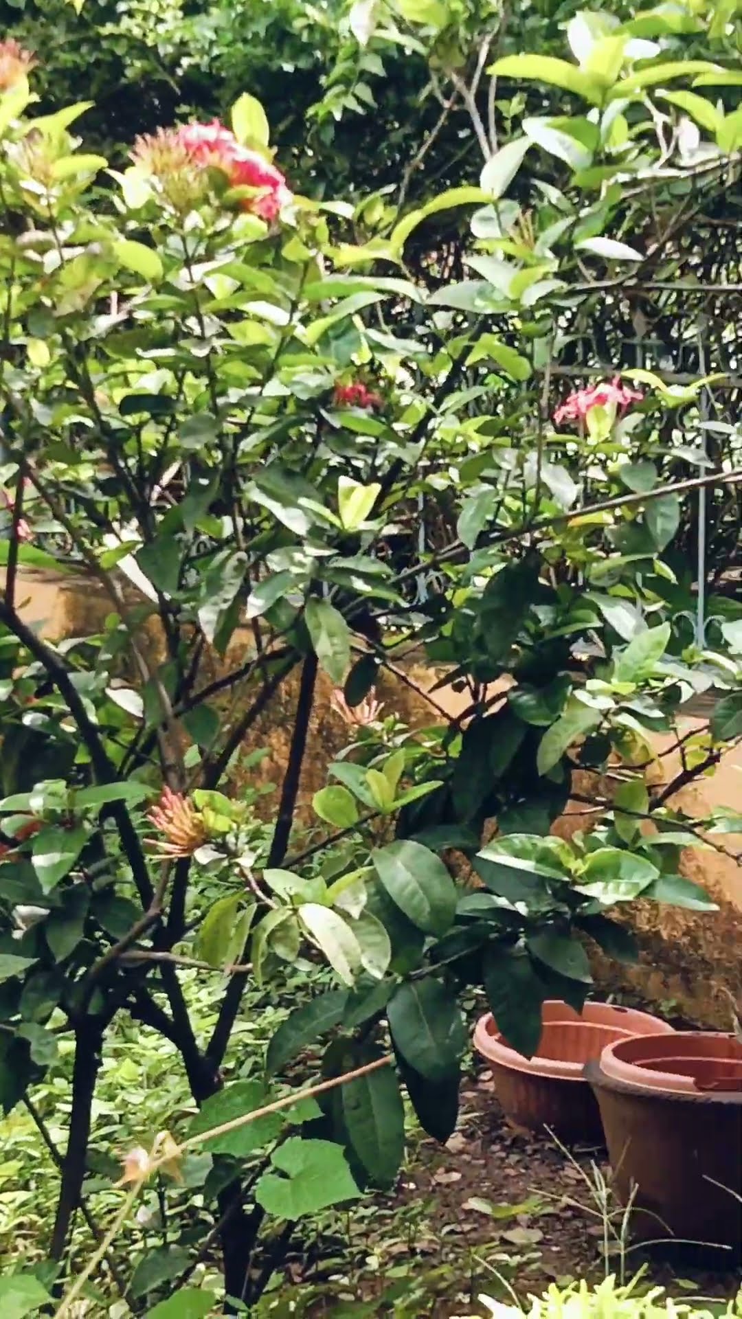 ek Kali jab tak phool banke khile intezar intezar short video - YouTube