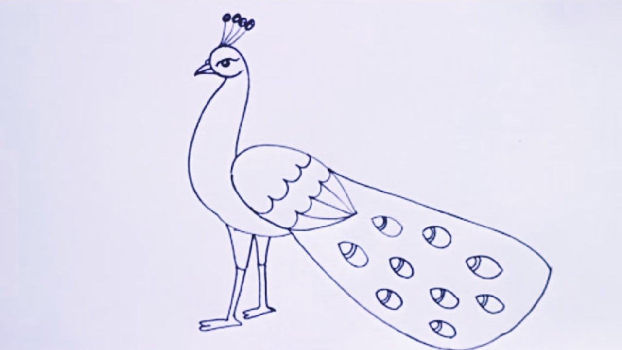 Peacock Line Drawing