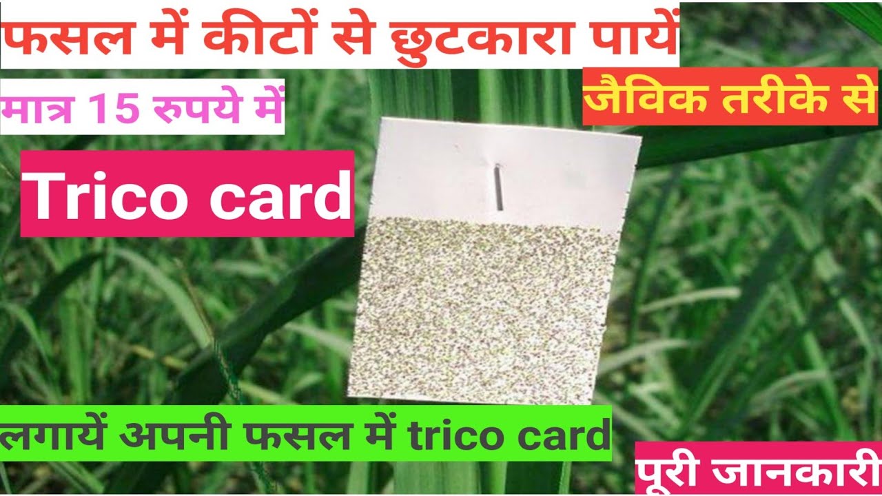 Tricho card | trico card | गन्ने की फसल में बेधक कीटों को खत्म करने का ...