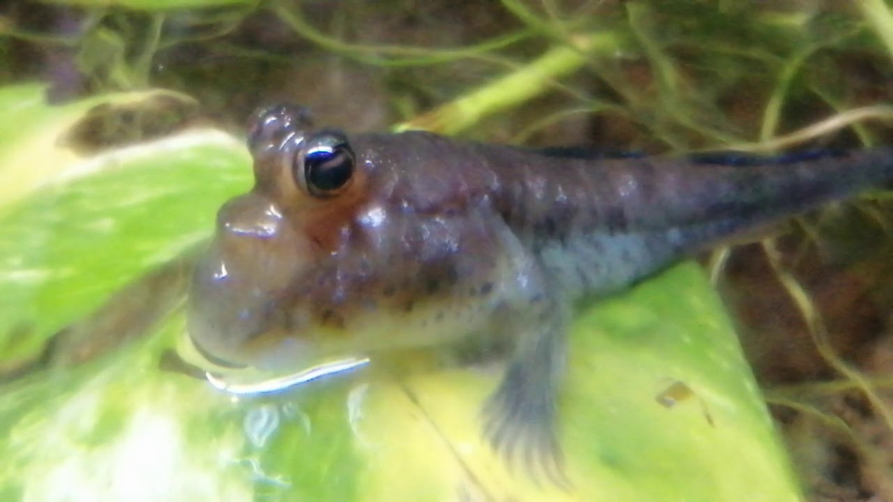 Día 50 Saltarín del Fango - YouTube