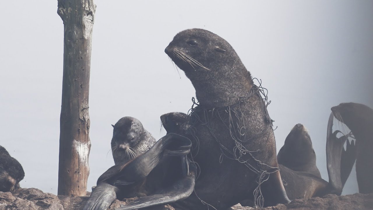 Ocean. Seals. Humans. - YouTube