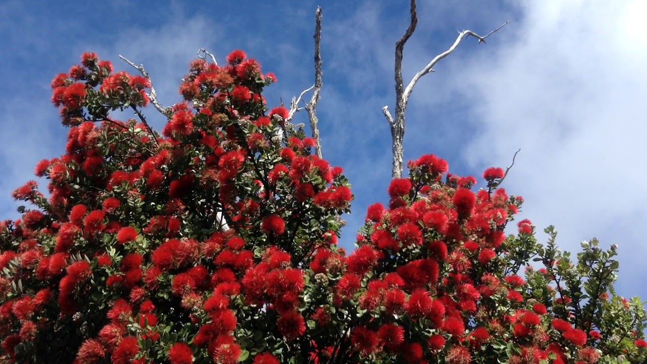 The World's Best Ohia Tree - YouTube