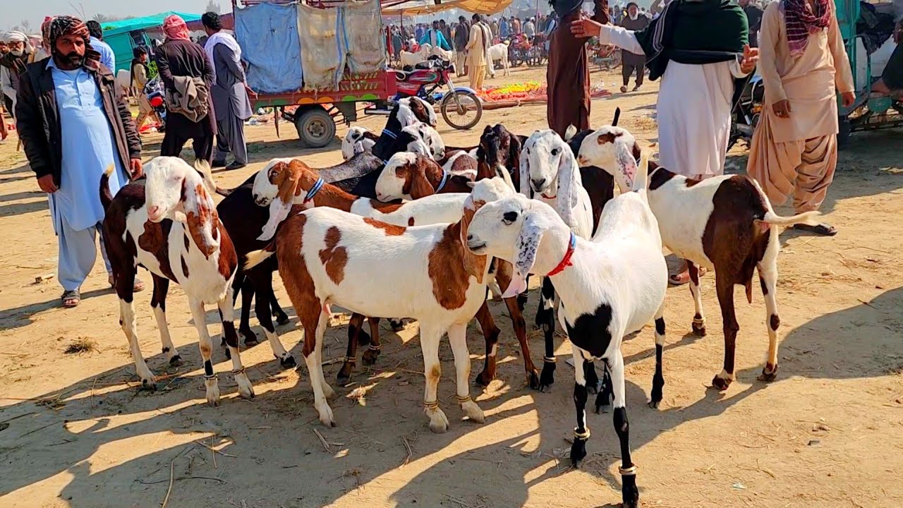 Muhammad pur bakra mandi ki fresh update Ramzan ul mubarak ki amad mein ...