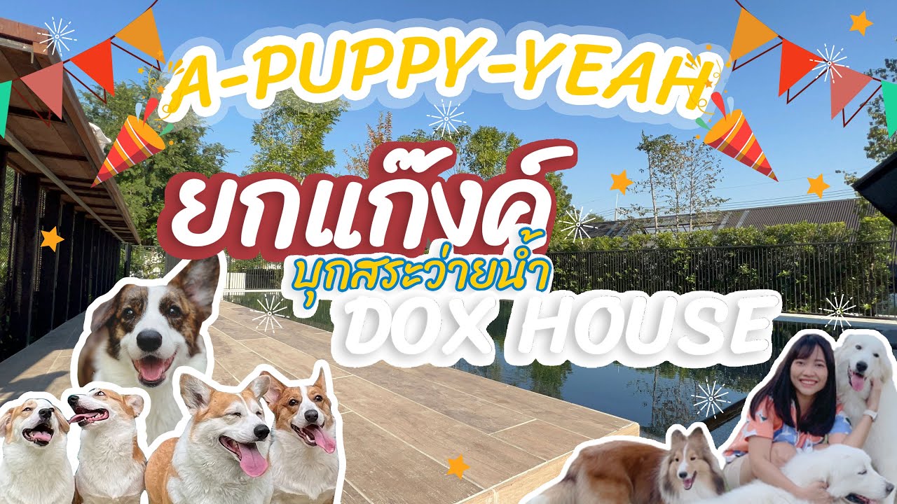 A-Puppy-Yeah Corgi EP.4 : ยกแก๊งค์บุกสระว่ายน้ำ Dox House! - YouTube