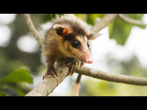 Gambá, Conheça + sobre este animal e saiba se ele fede mesmo ou não ...