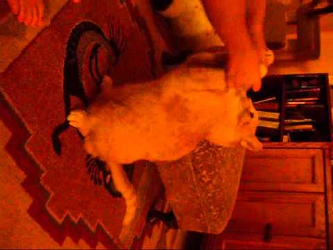 The HIYA kitty! - YouTube