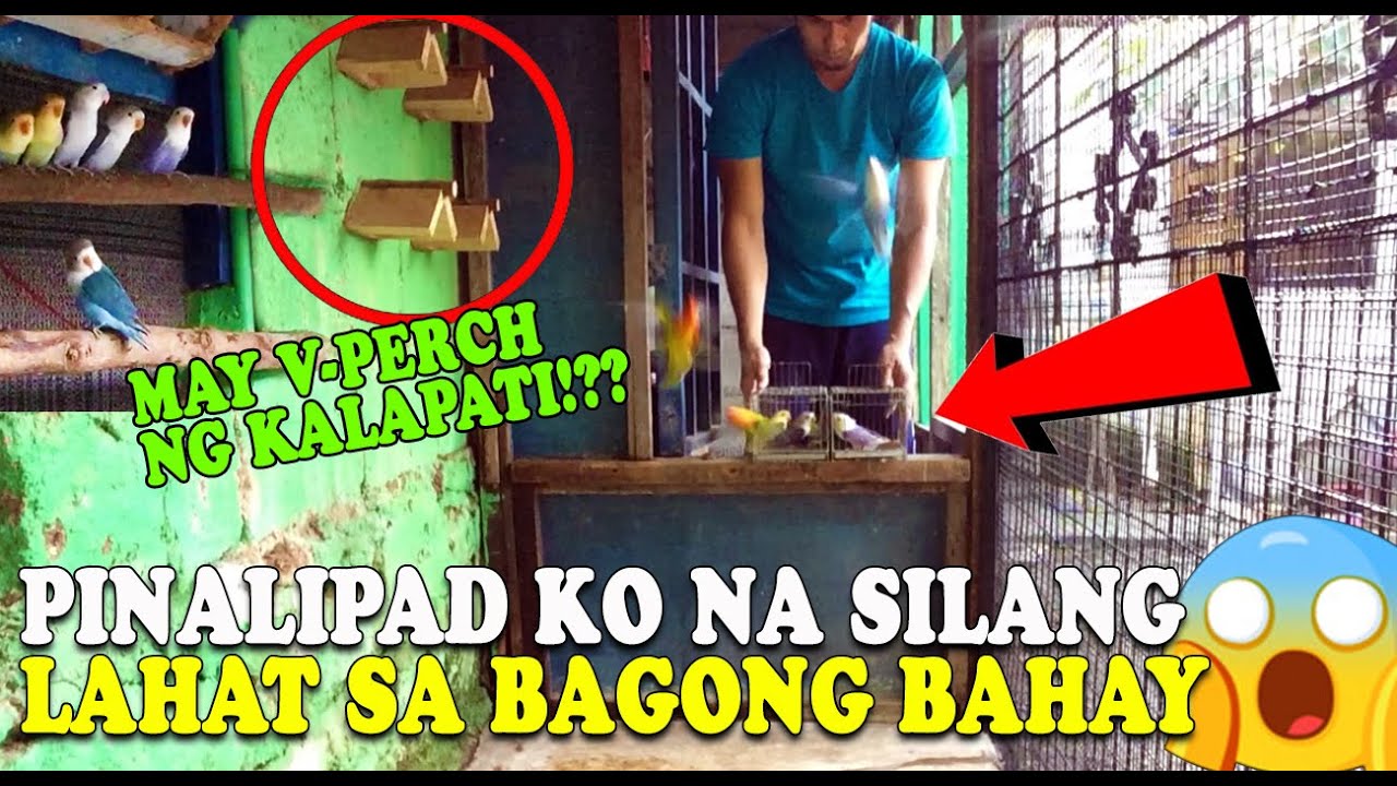 PINALIPAD KO NA MGA IBON NAMIN SA BAGONG BAHAY NILA | MINI AVIARY FOR AFRICAN LOVEBIRDS | BIRD ...