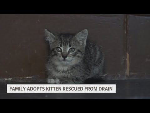 Kitten rescued from pipe settles into new home - YouTube