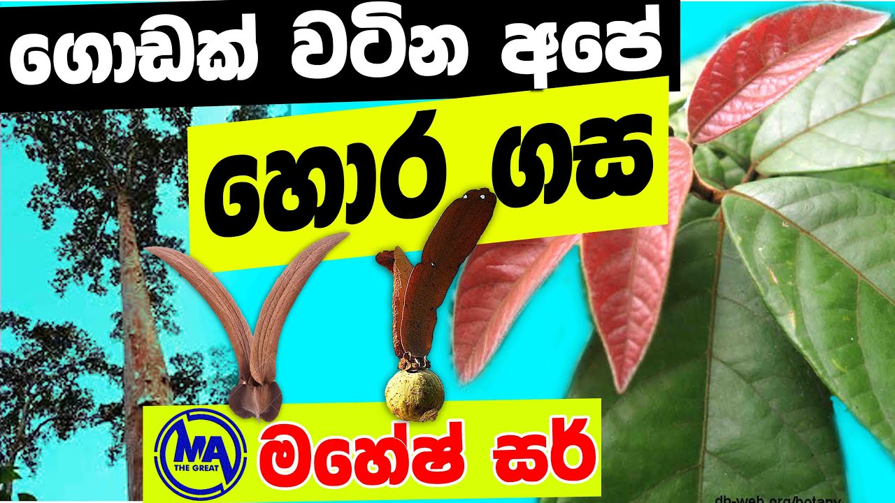 ශ්‍රී ලංකාවට ආවේණික හොර ශාකය - hora tree - YouTube