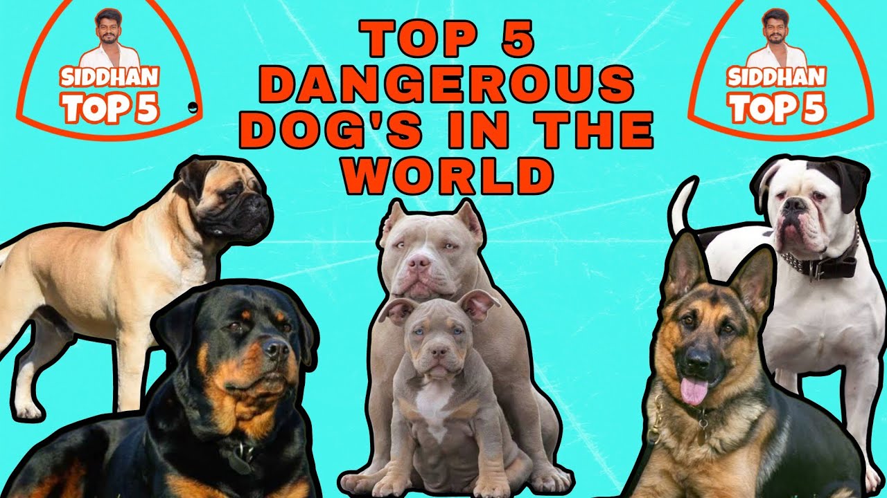 Top 5 Dangerous Dog's in the World | Fearless Dogs Breeds | Top 5 ...