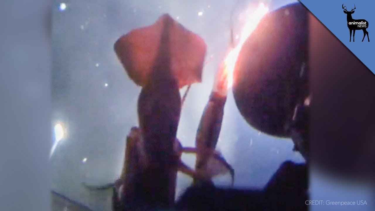 Jumbo Squid Angrily Attacks Greenpeace Submarine - YouTube