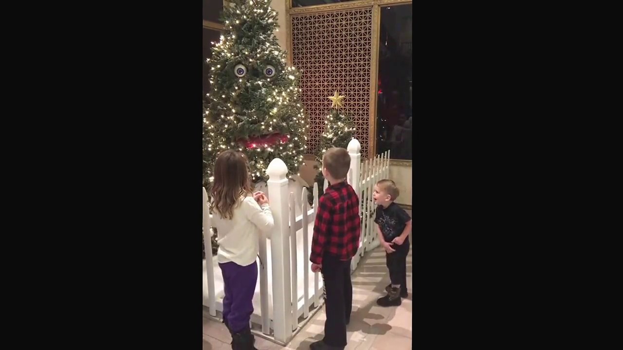 Talking with Bruce the spruce - YouTube