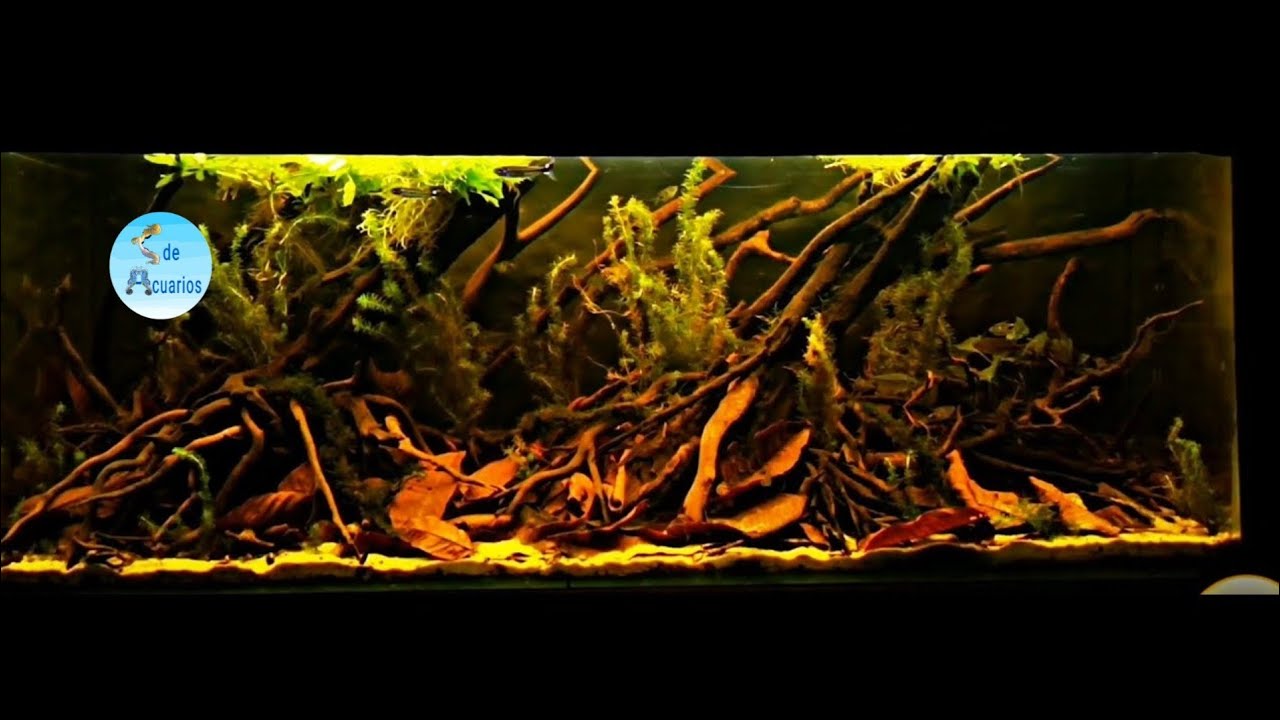 Espectacular biotopo amazónico, hermoso Acuario - YouTube