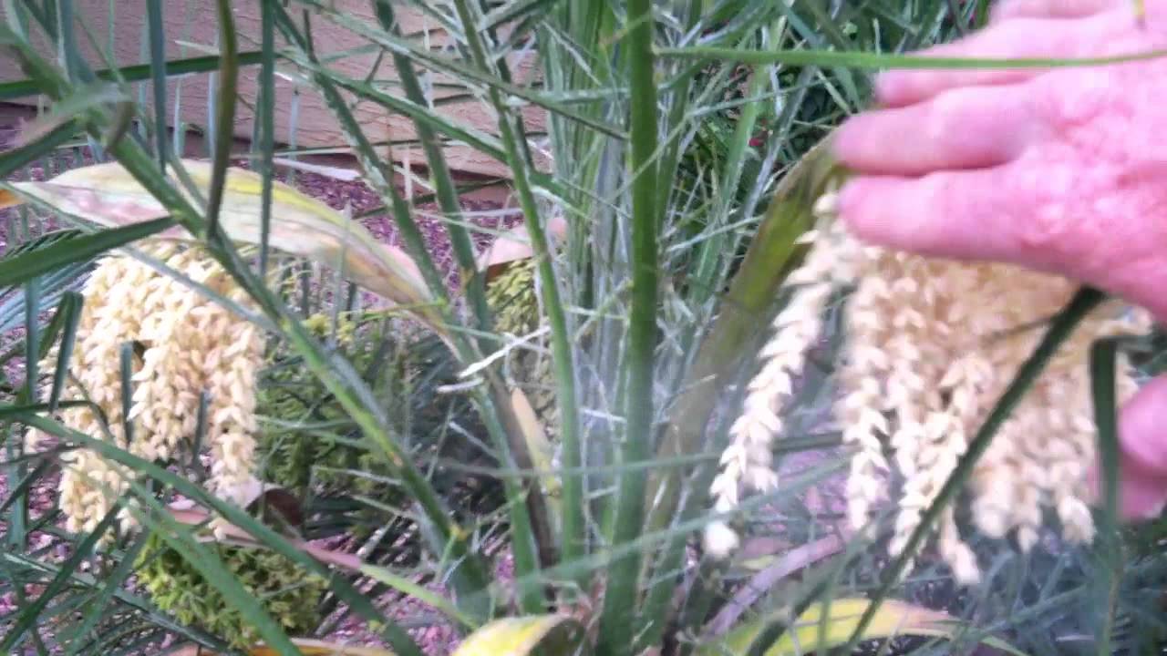 Pygmy palm upkeep - YouTube