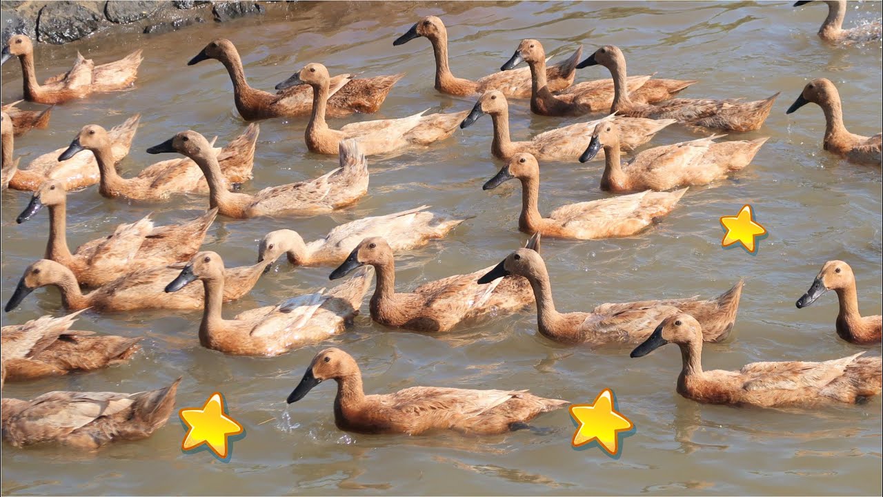 BEBEK ADUS KALI JAWA , VIDEO BEBEK BERENANG DI SUNGAI , DUCK SWIM IN ...