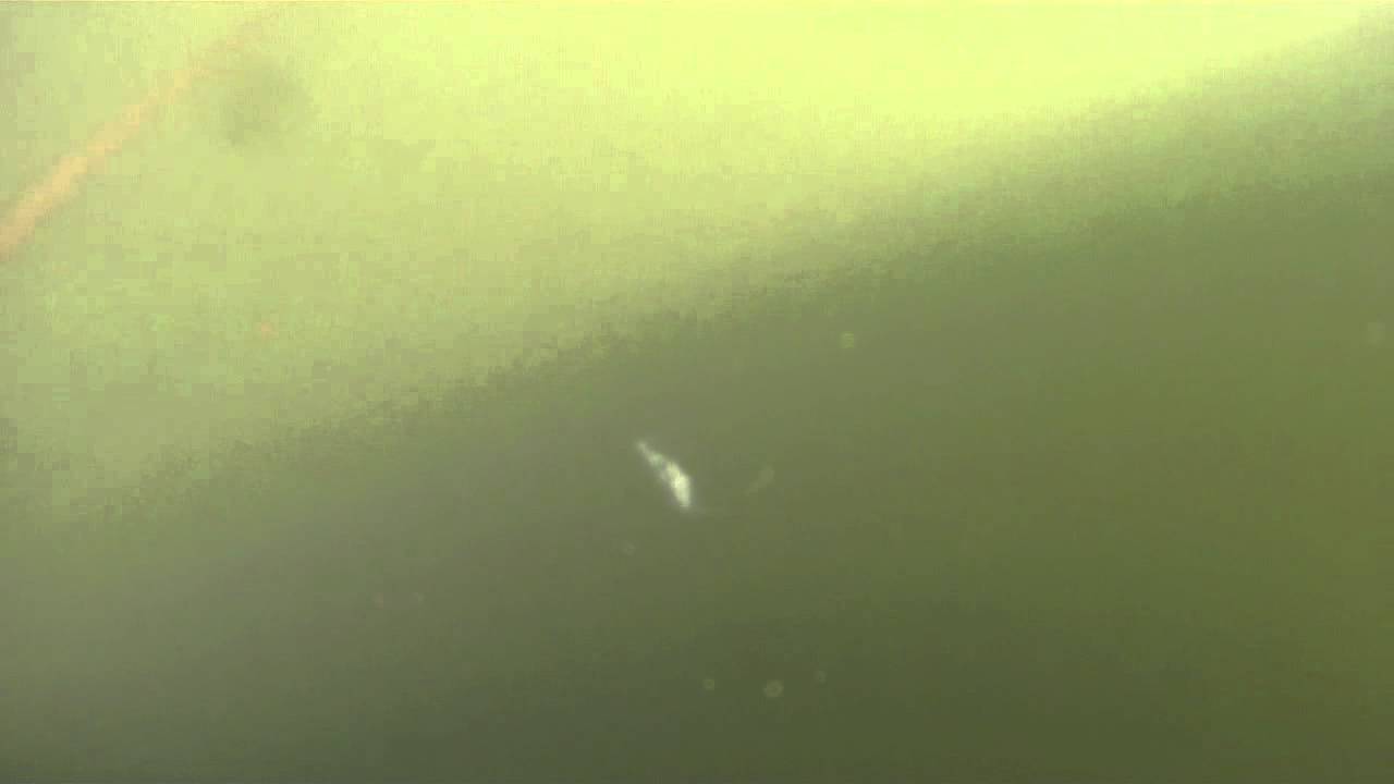 Freshwater Jellyfish Cheat Lake Wv - YouTube