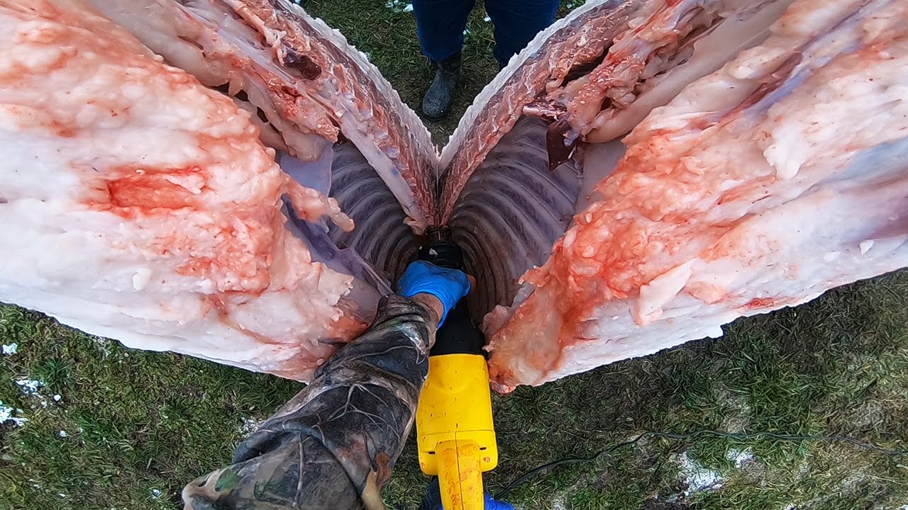 PIG BUTCHERING: Killing, Skinning, Eviscerating, and Halving. pt.1 ...
