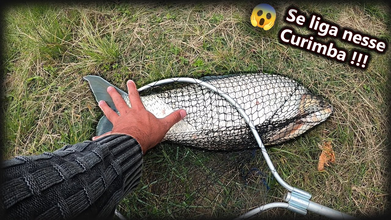 CURIMBA DE RESPEITO !! 🐟😱 || Tem também Pirapitinga e Pintado !! - YouTube
