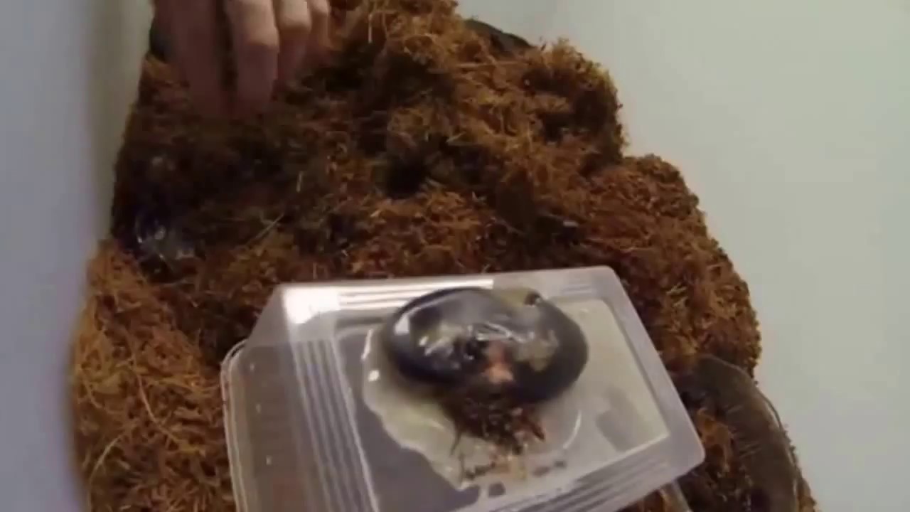 Animaux Naissance, Naissance d’un bébé serpent de ventre rouge - YouTube