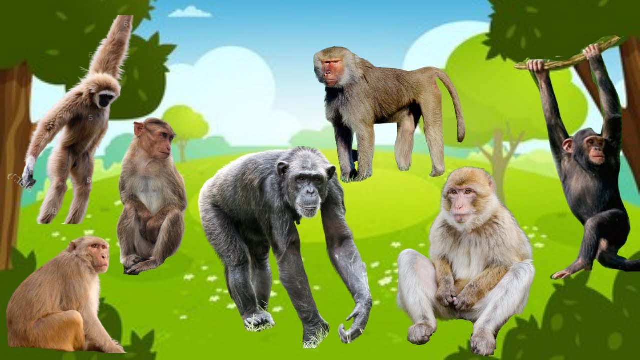 Monkeys - monkeys sound effects - chimpanzee - baboon - monkeys - Raone ...