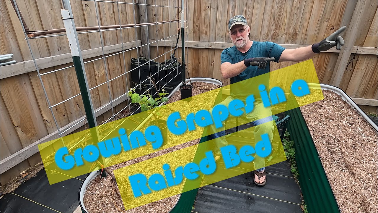 Growing Grapes in a Raised Bed - YouTube