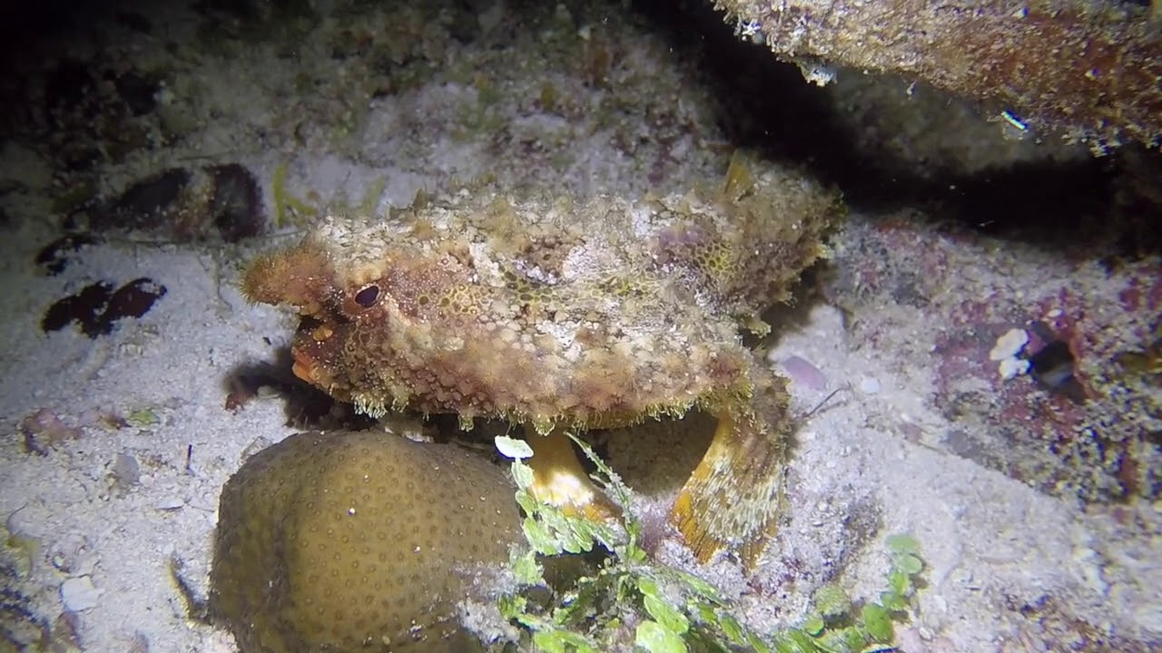 Brian Taylor Roughback Batfish - YouTube