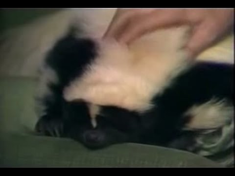 Siskel & Ebert with Aroma the Educated Skunk (1985)